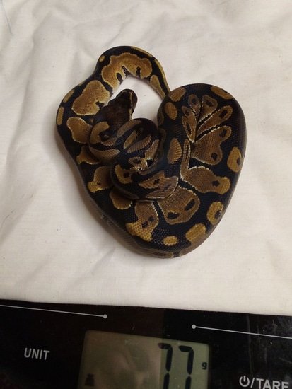 Normal Ball Python by Valley Morphs LLC