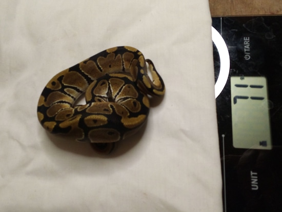 Normal Ball Python by Valley Morphs LLC