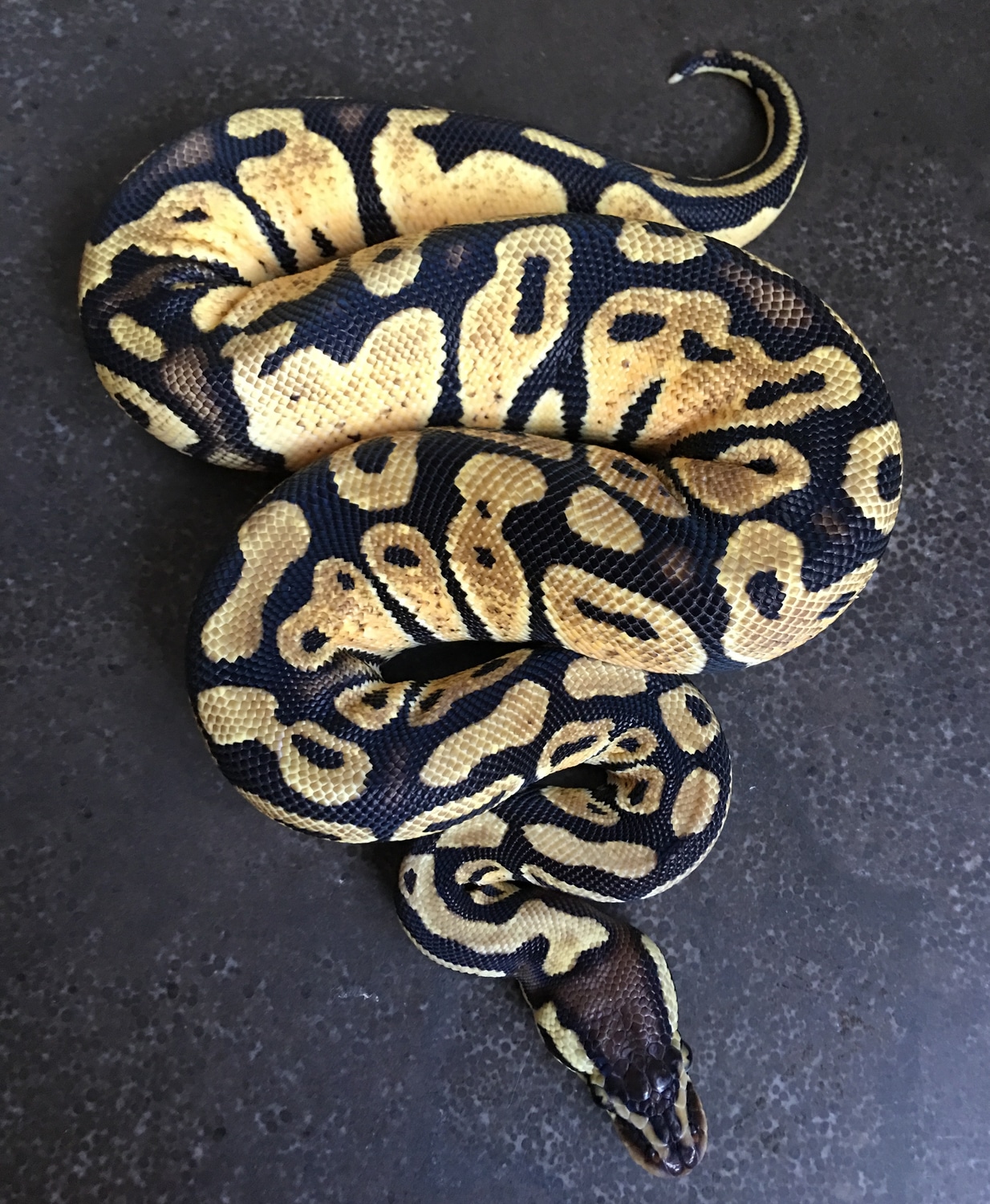 Fire Pastel 100% Het Piebald Ball Python by Love Reptiles - MorphMarket