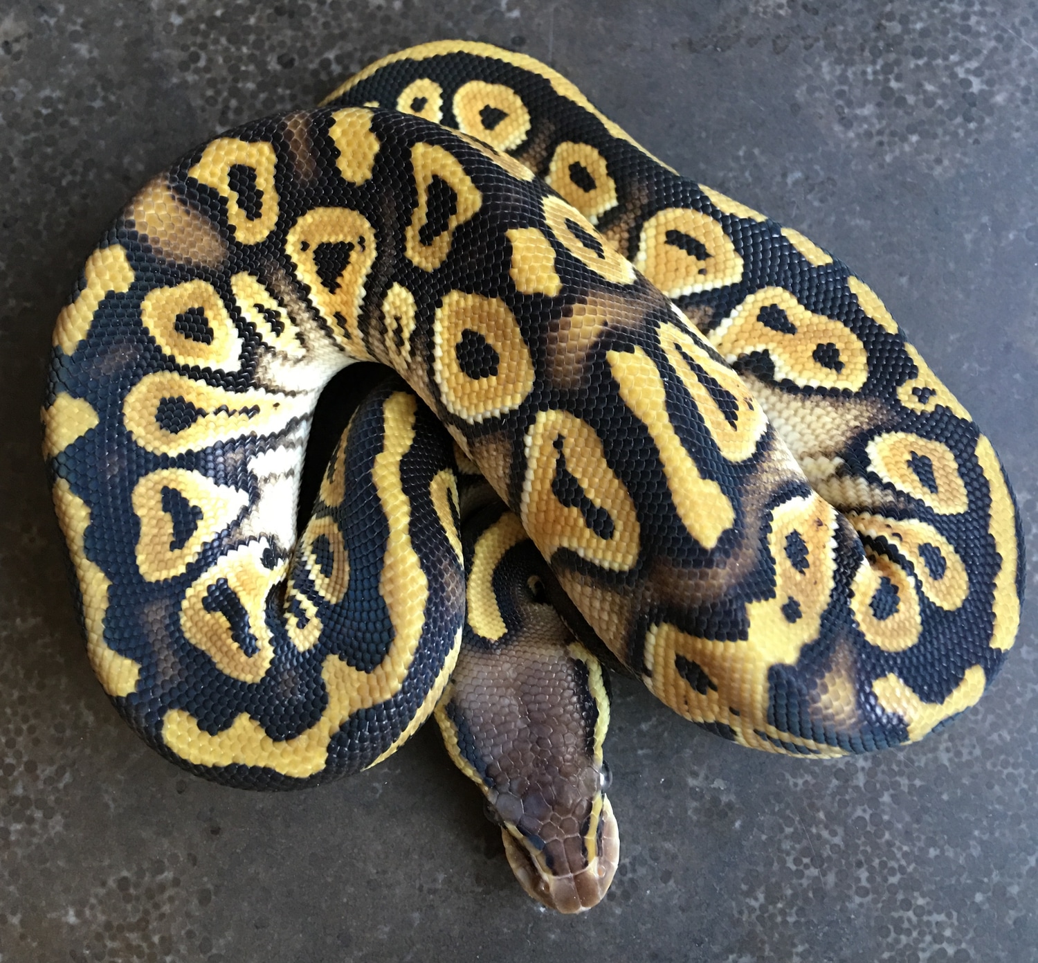 Pastel Mystic Ball Python by Love Reptiles - MorphMarket