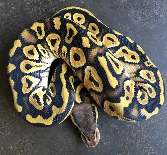 Pastel Mystic Ball Python by Love Reptiles