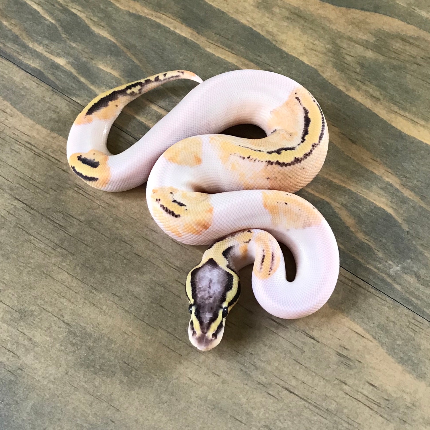 Super Pastel (Fire) Pied Ball Python by Love Reptiles - MorphMarket