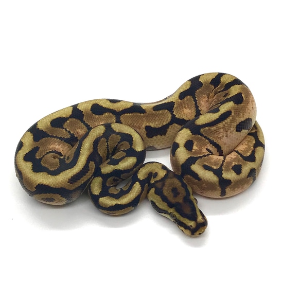 Enchi Spotnose Het Pied Ball Python by Love Reptiles