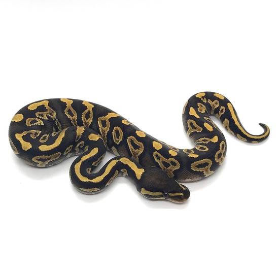 Mystic Yellowbelly 50% Het Pied Ball Python by Love Reptiles