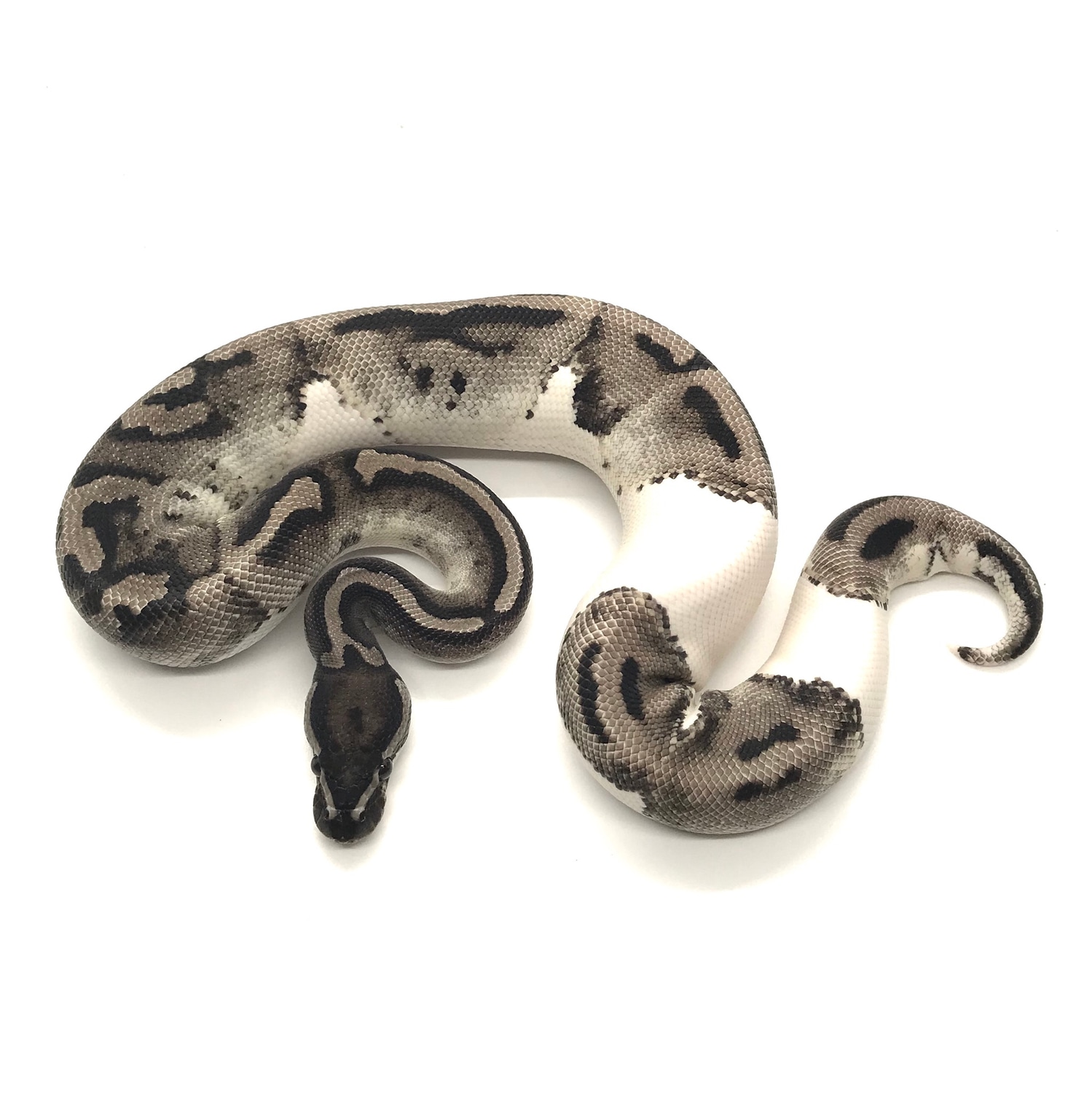 Axanthic Pied Ball Python by Love Reptiles - MorphMarket