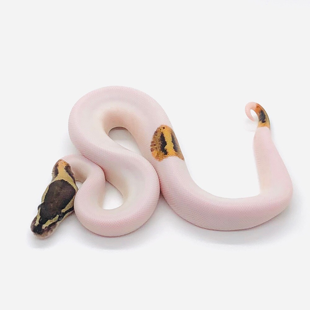GHI Fire Pied Ball Python by Love Reptiles - MorphMarket