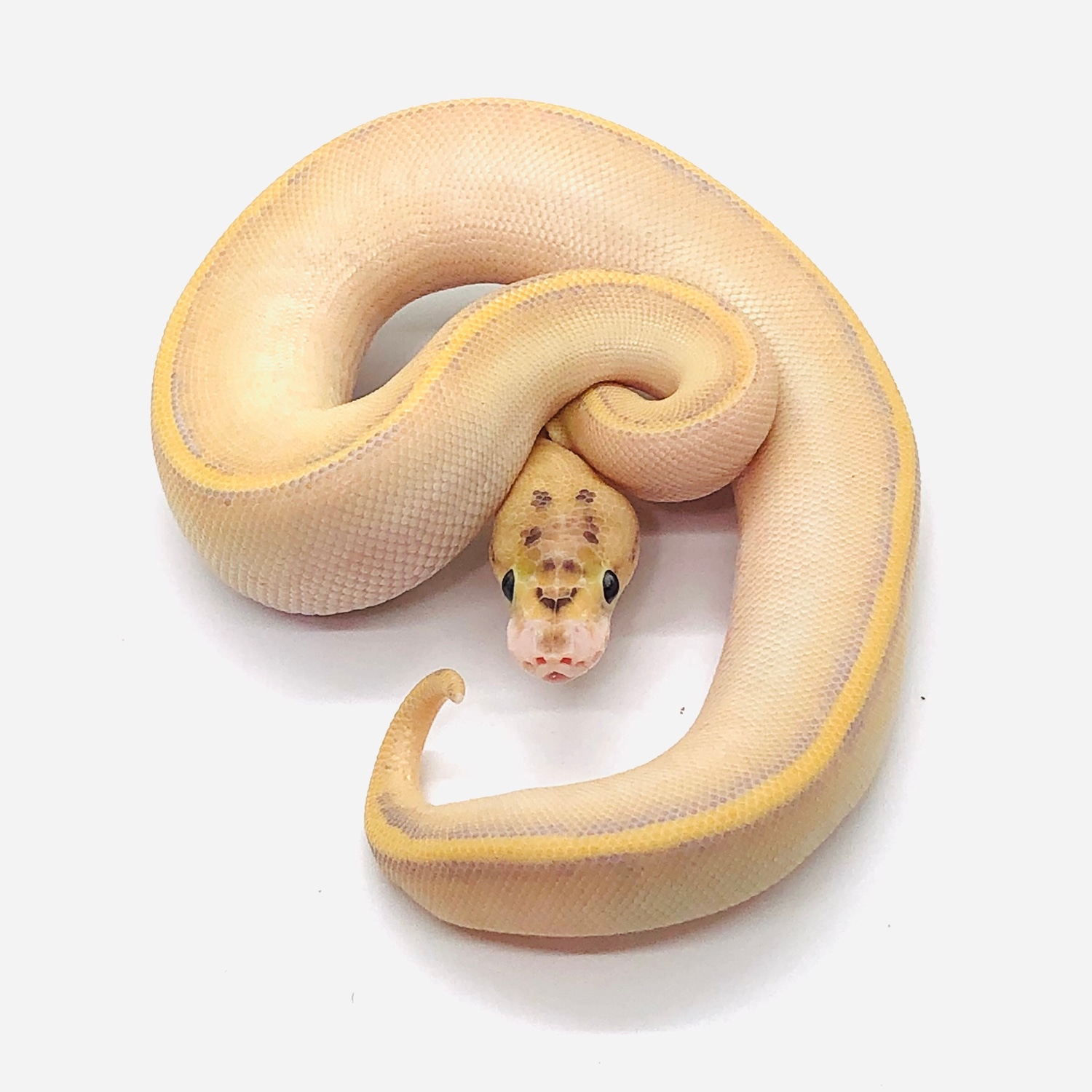 Pastel Ivory Het Pied Ball Python by Love Reptiles - MorphMarket