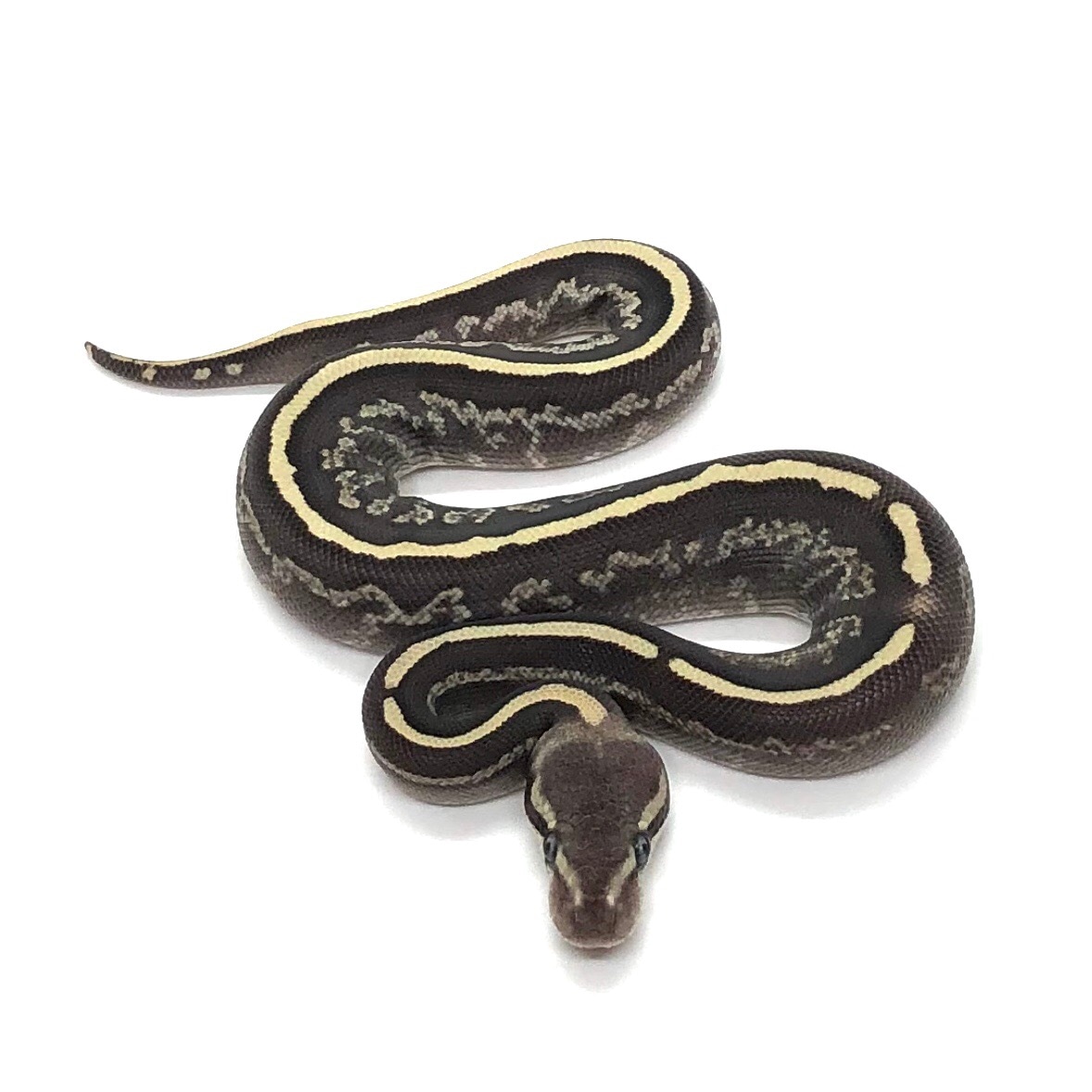 GHI Mojave Fire Het Pied Ball Python by Love Reptiles - MorphMarket
