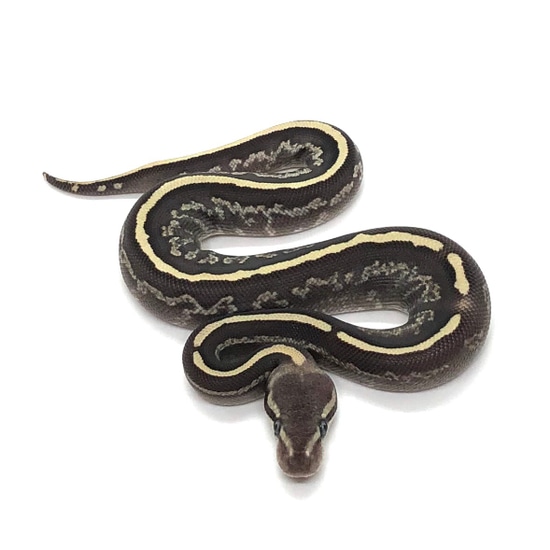 GHI Mojave Fire Het Pied Ball Python by Love Reptiles