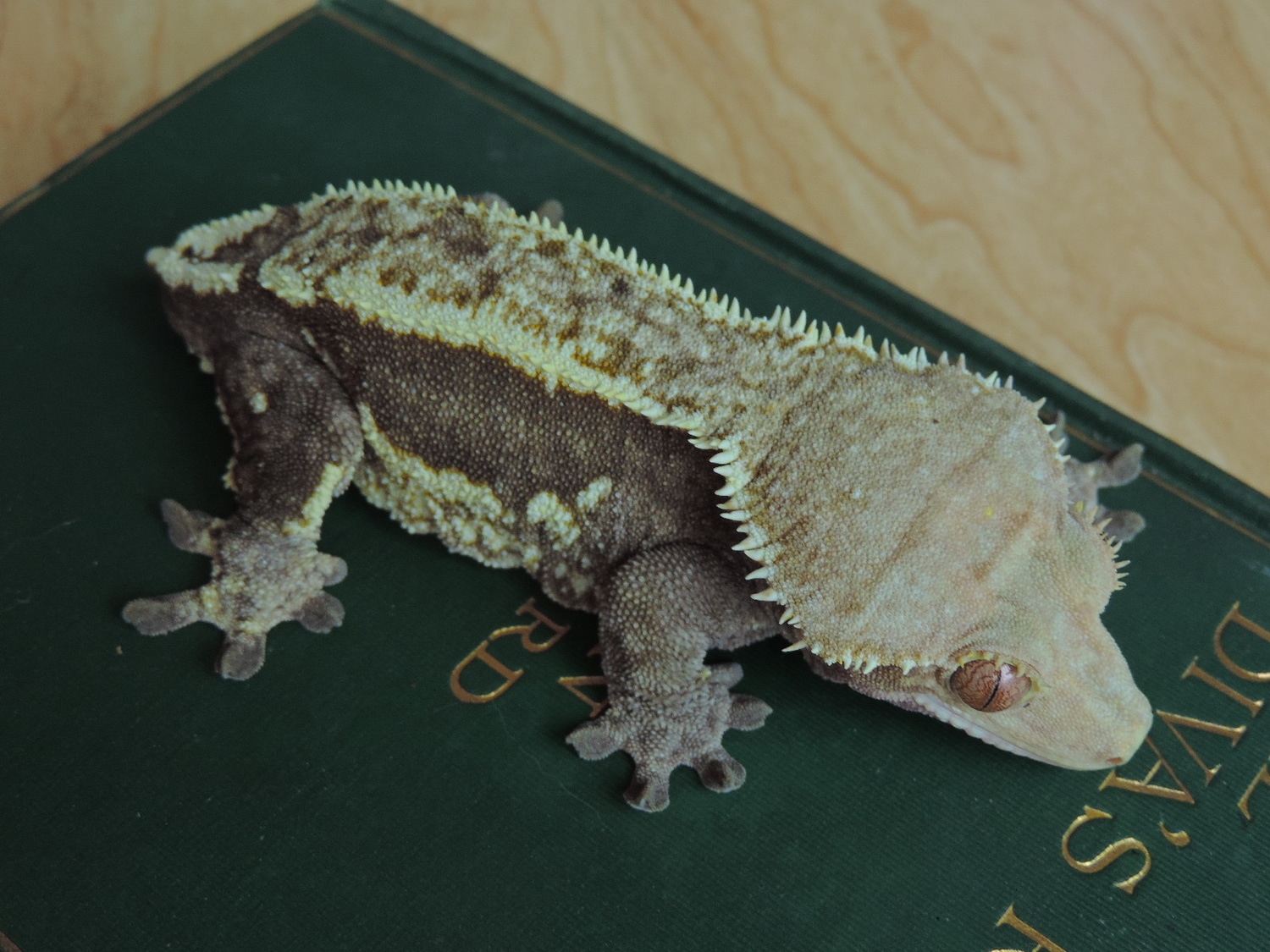 Giant Deborah Rtb Crested Gecko by Aspiro Geckos - MorphMarket
