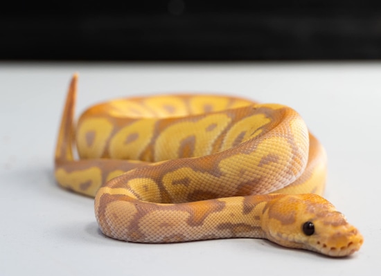 Banana OD Clown Ball Python by Love Bites Snakes