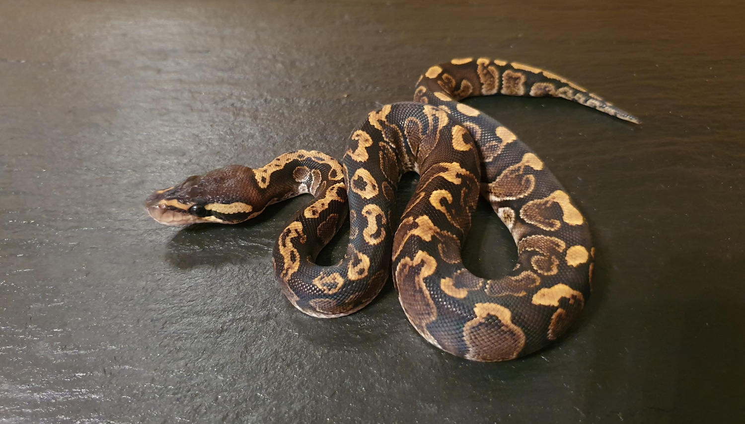 GHI Ball Python by M.Snakes - MorphMarket