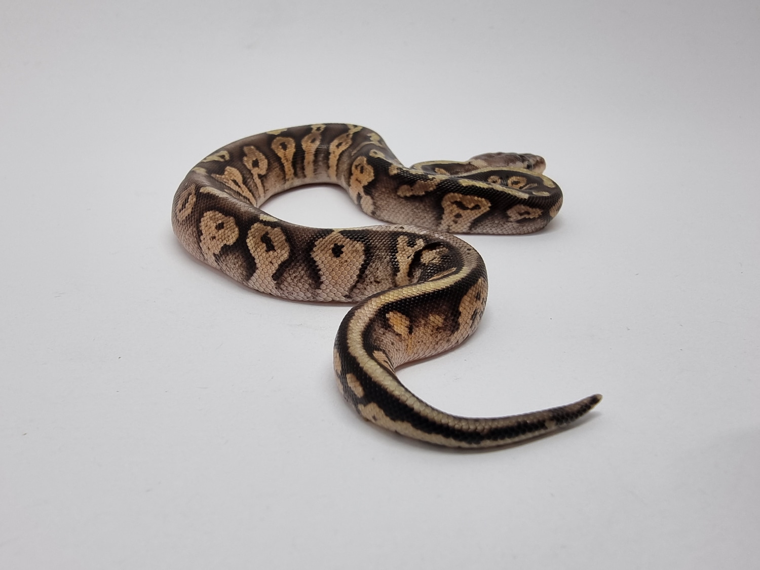 Copper Pastel Ball Python by M.Snakes - MorphMarket