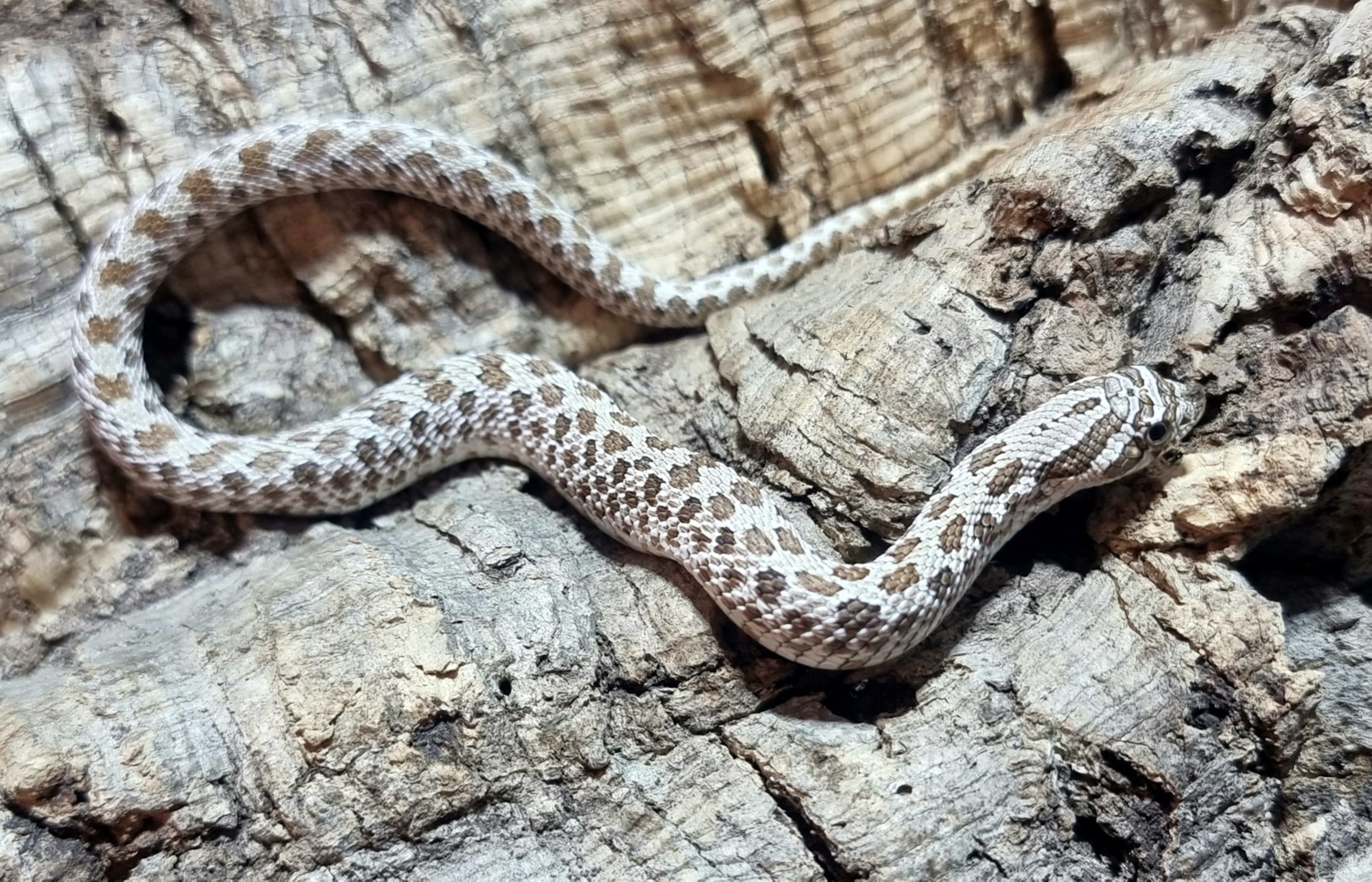 Arctic ♂️ Western Hognose by M.Snakes - MorphMarket