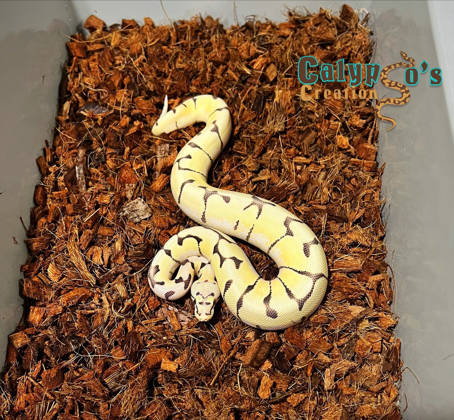 Desert Ghost Enchi Killer Bee Ball Python by Calypso’s Creations ...