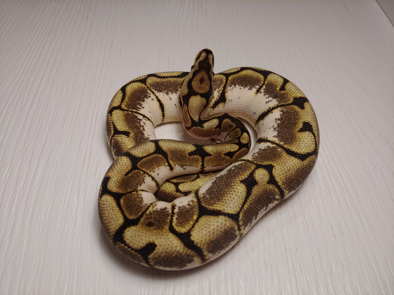 Calico Spider Ball Python by SaS Reptiles - MorphMarket