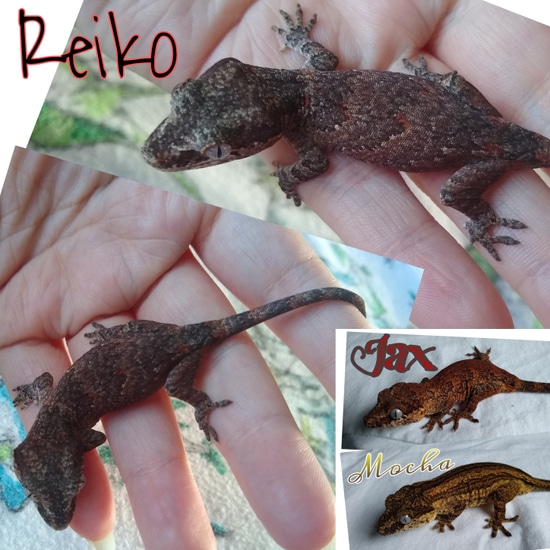 Reiko Gargoyle Gecko Unsexed by Love Peace Gecko Feet