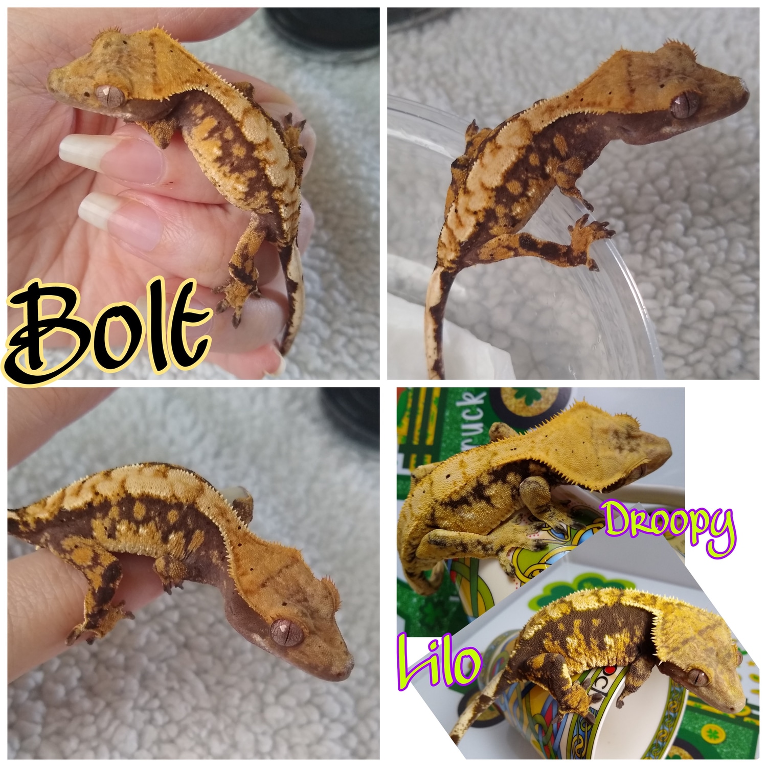 Extreme Harlequin Drippy Crested Gecko by Love Peace Gecko Feet ...