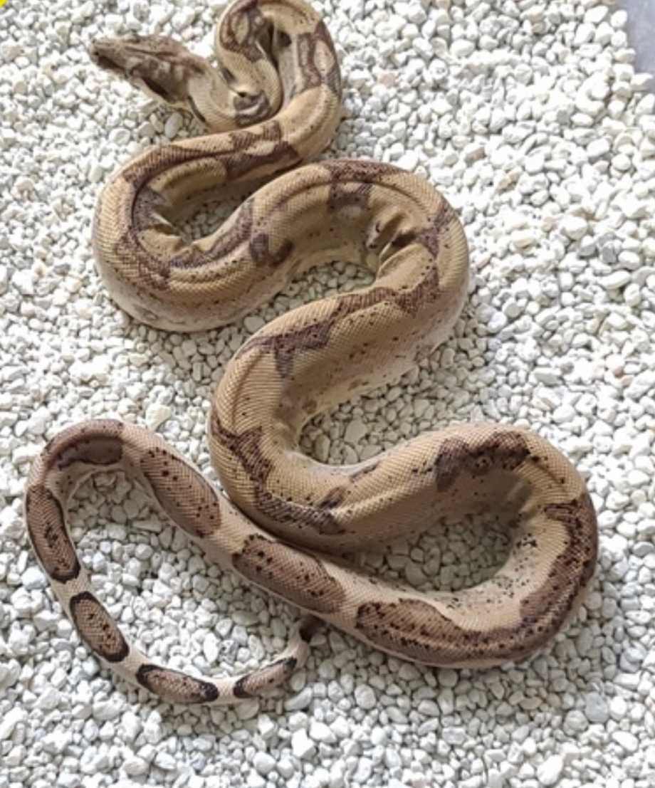 Ghost Jungle Boa Constrictor by Casa De Fuego Reptiles - MorphMarket