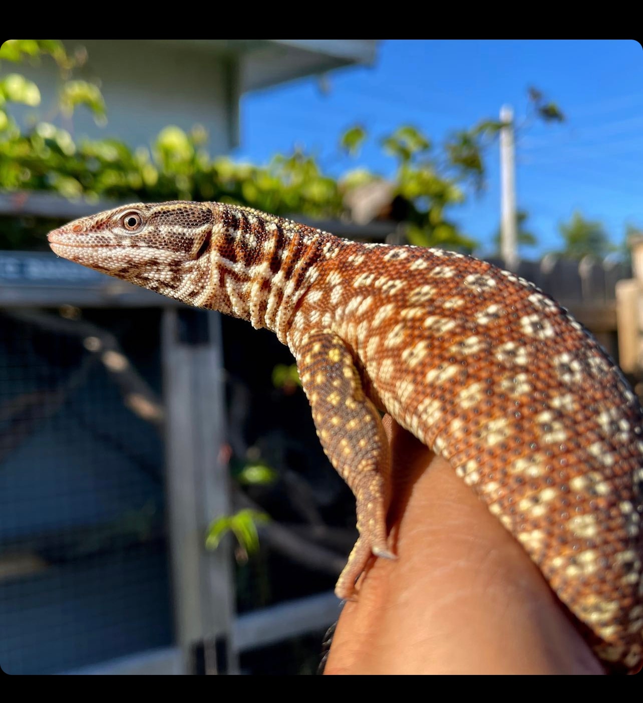 1.3 Breed Ready Red Ackies Spiny-Tailed Monitor by Casa De Fuego ...