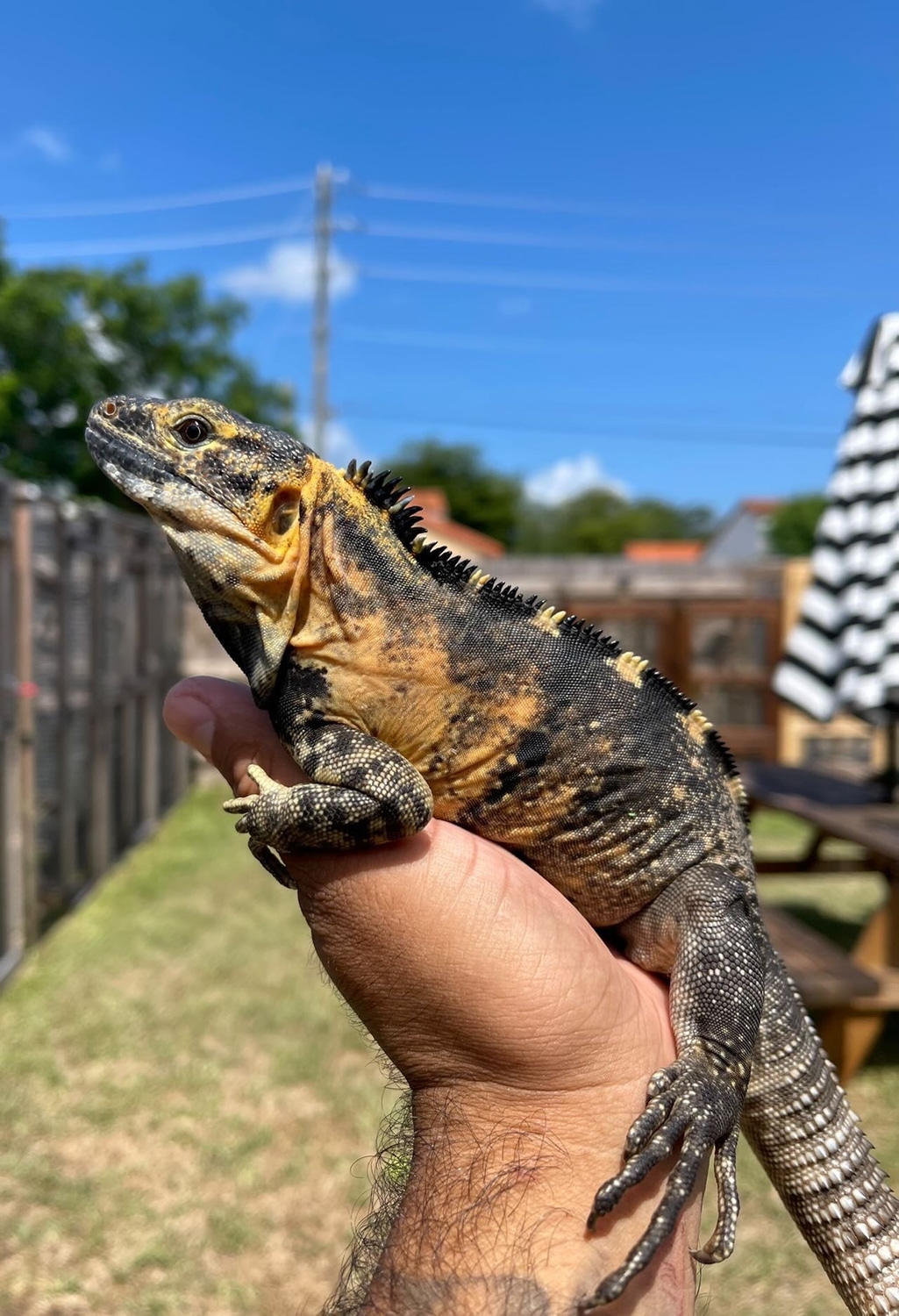 2019 Male Banana Pectinata Other Lizard by Casa De Fuego Reptiles ...