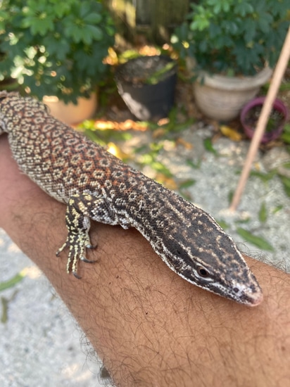 Rtb Female Red Ackie Hendricks Line Ackie Monitor by Casa De Fuego Reptiles