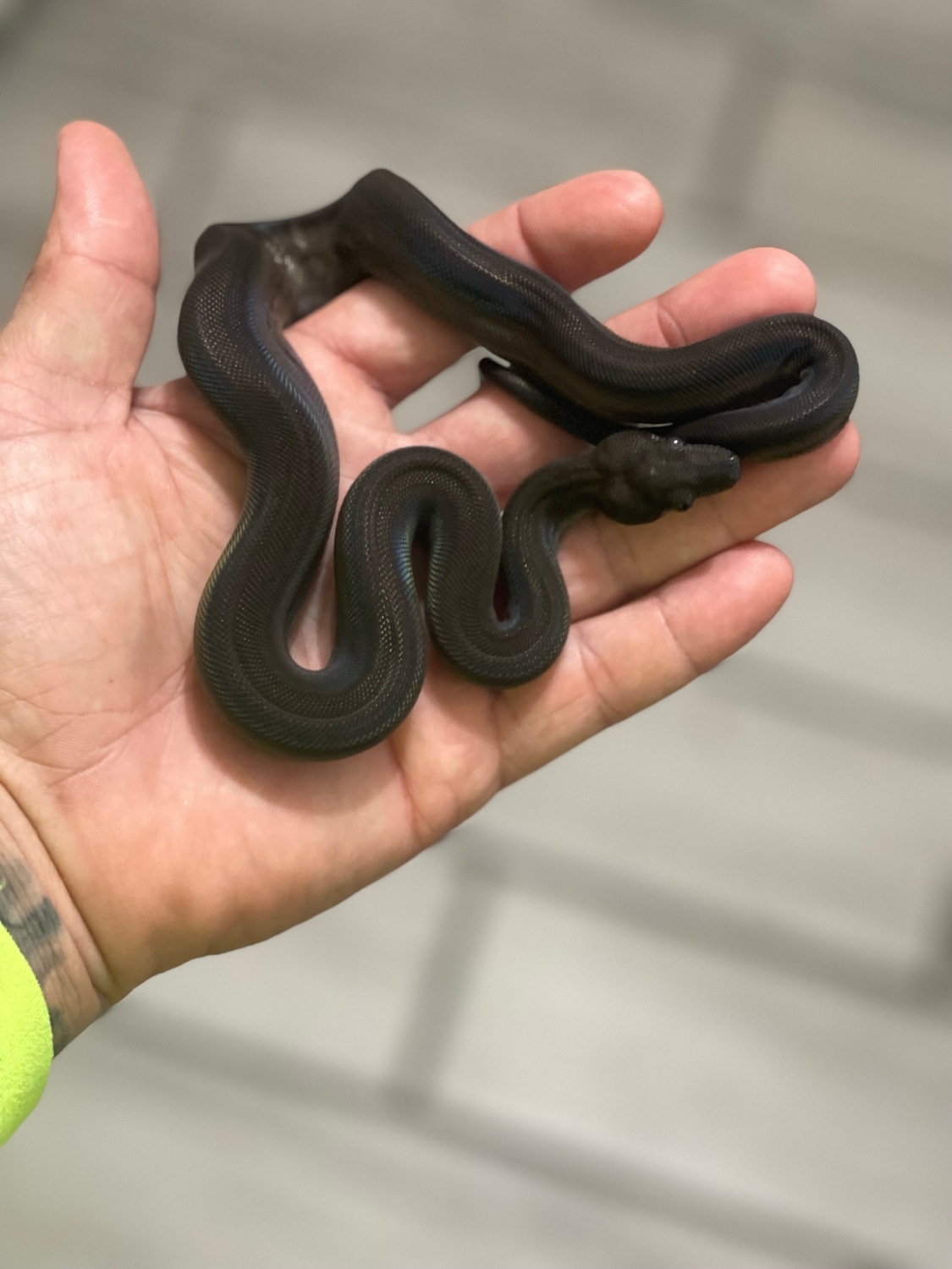 🔥Aby Pastel Eclipse🔥 Boa Constrictor by Casa De Fuego Reptiles ...