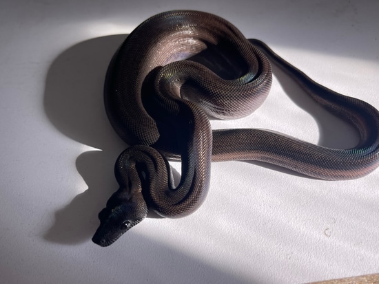 🔥Aby Pastel Eclipse🔥 Boa Constrictor by Casa De Fuego Reptiles