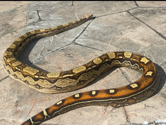 2018 Keltic Paradigm Boa Constrictor by Casa De Fuego Reptiles