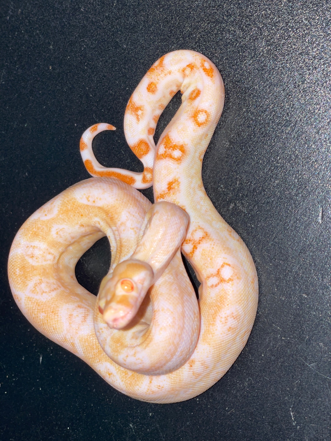 🔥🔥Albino Sharp Leopard 🔥🔥 Boa Constrictor by Casa De Fuego Reptiles ...