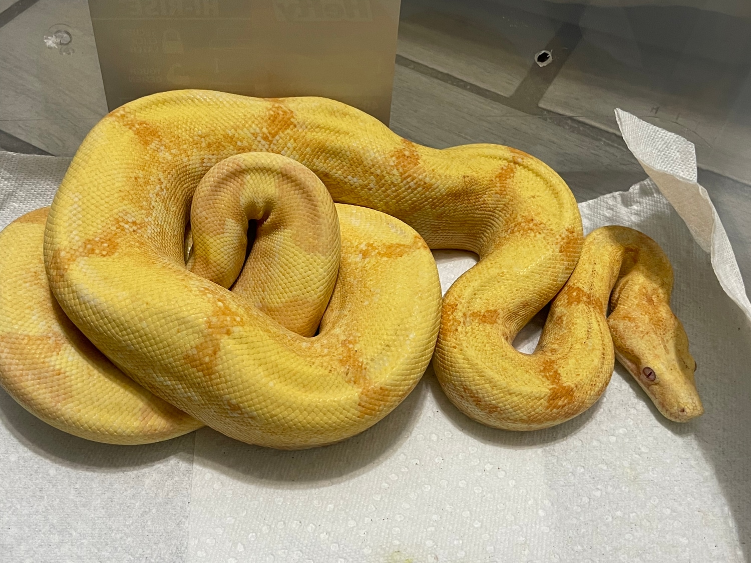 Coral Albino Sunglow Boa Constrictor by Casa De Fuego Reptiles ...