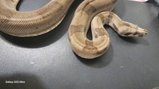 Ghost 100% Het Leopard Boa Constrictor by Casa De Fuego Reptiles