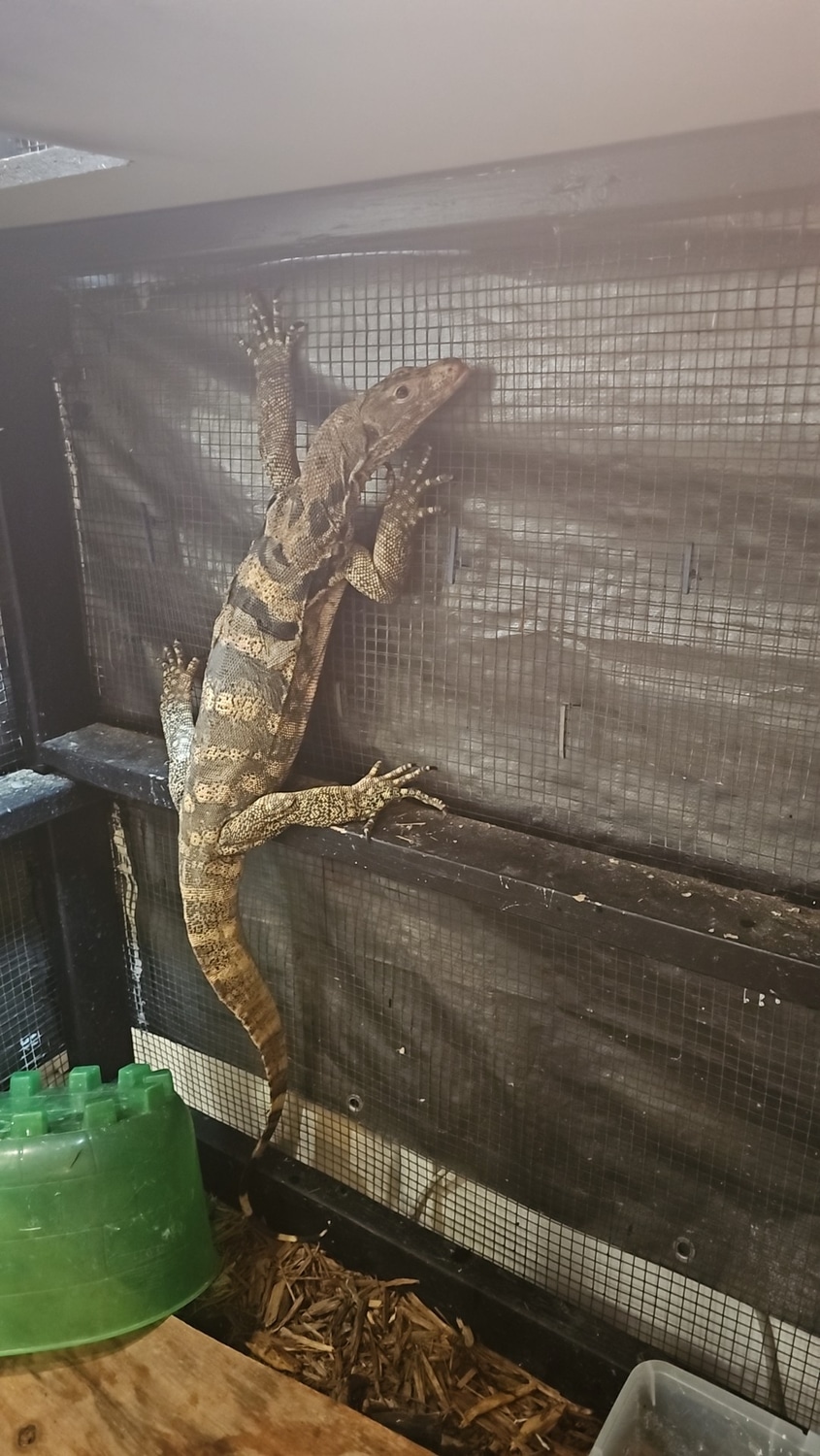 Sulphur Monitor Water Monitor by Casa De Fuego Reptiles - MorphMarket