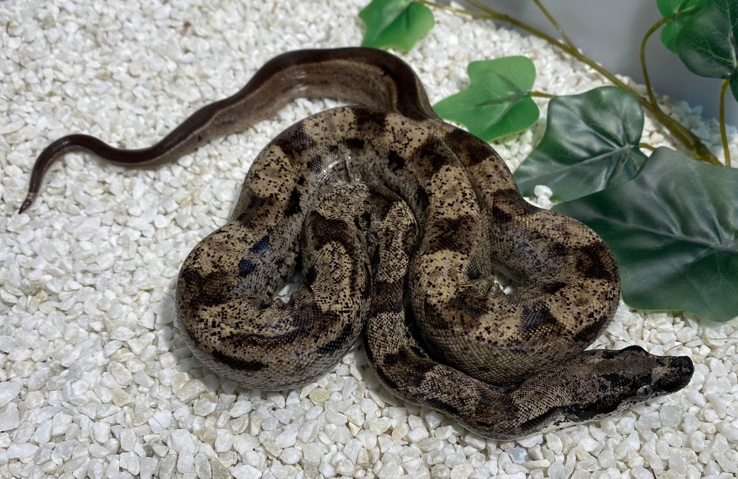 Ghost Motley Img 100% Het Sharp Albino Boa Constrictor by LovingBoas ...