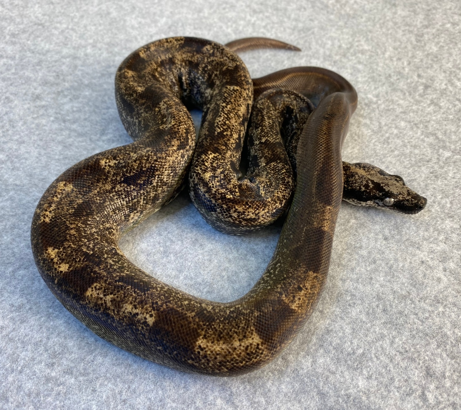 Ghost Motley Img 100% Het Sharp Albino Boa Constrictor by LovingBoas ...