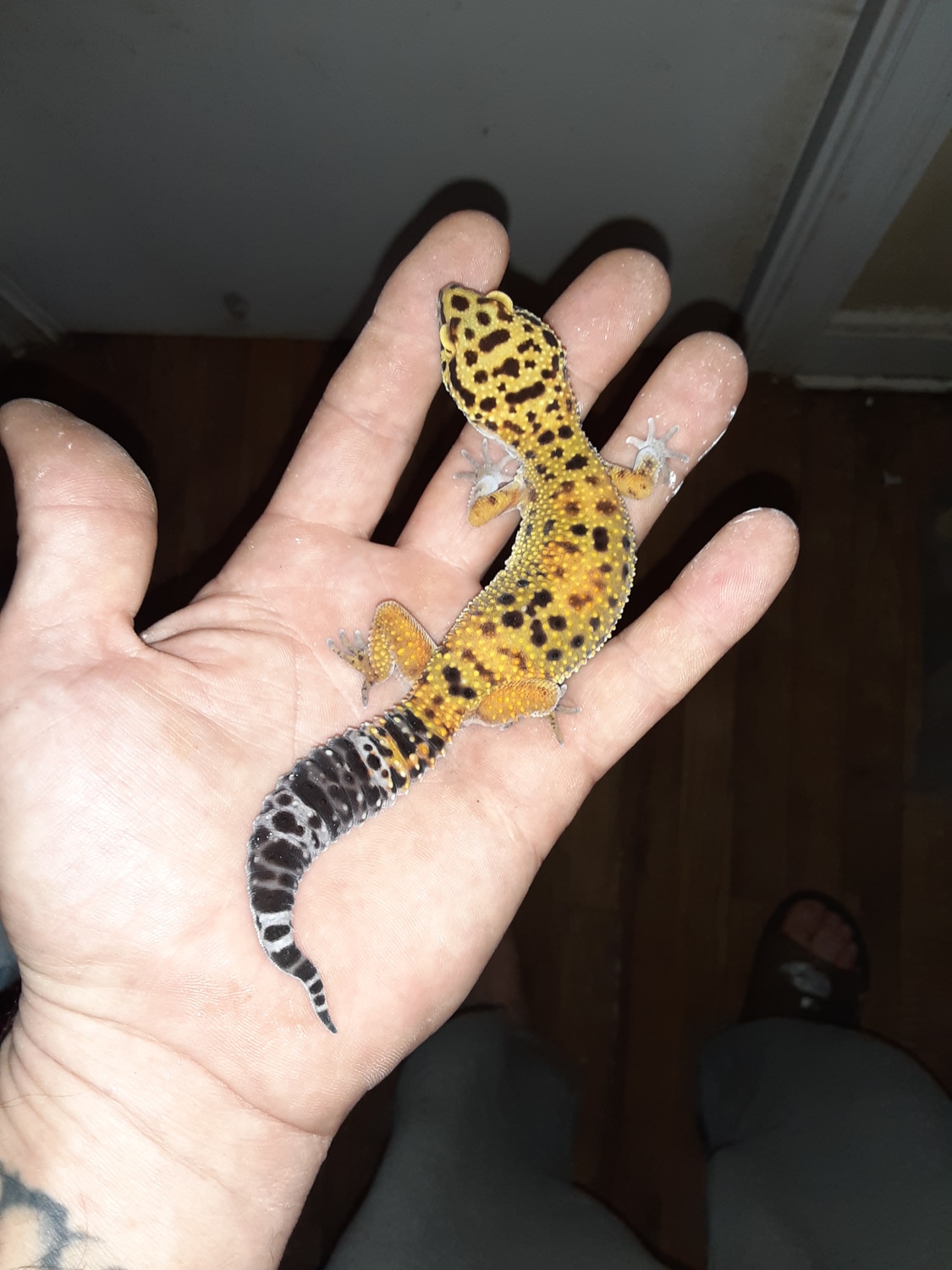Tangerine Jungle Leopard Gecko by LowCountry Lizards LLC - MorphMarket