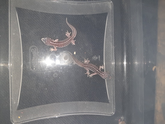 Mack Super Snows Leopard Gecko by LowCountry Lizards LLC