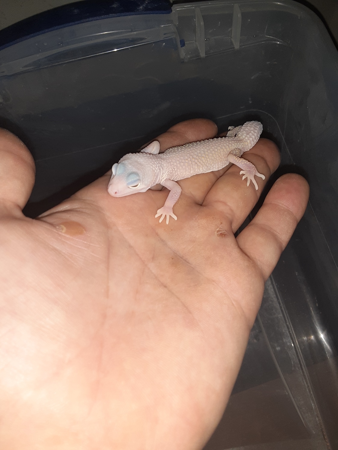 Beautiful Blazing Blizzard Leopard Gecko by LowCountry Lizards LLC ...