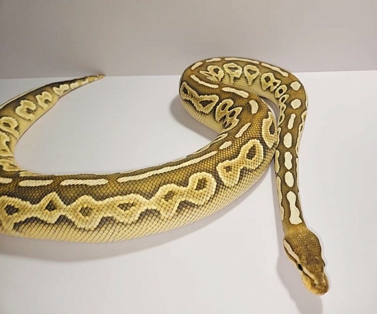 Daphne - Cinnamon Lesser Het Clown Ball Python by Lowcountry Reptiles