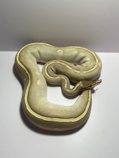 Mrs. Smith - Mystic Potion Ball Python by Lowcountry Reptiles