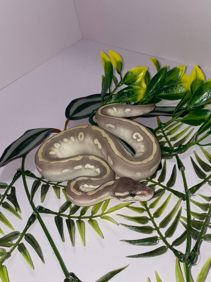 Mystic Potion Ball Python by Lowcountry Reptiles