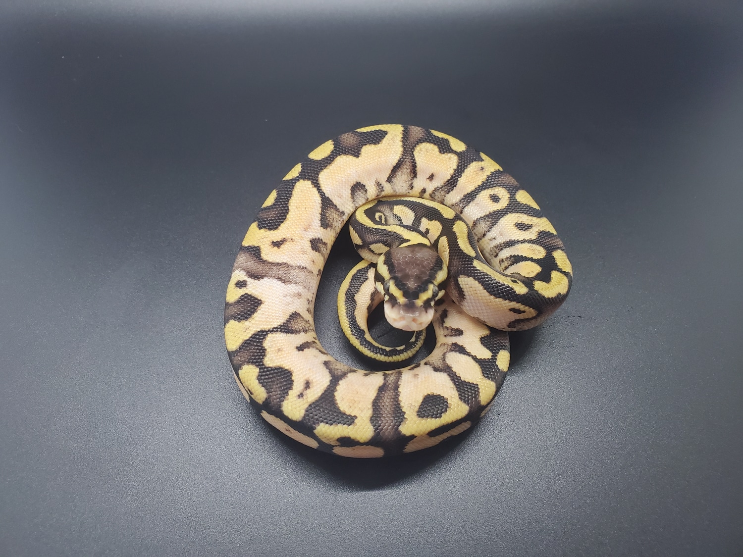Pastel Enchi GHI Calico Ball Python by MacRae's Morphs - MorphMarket
