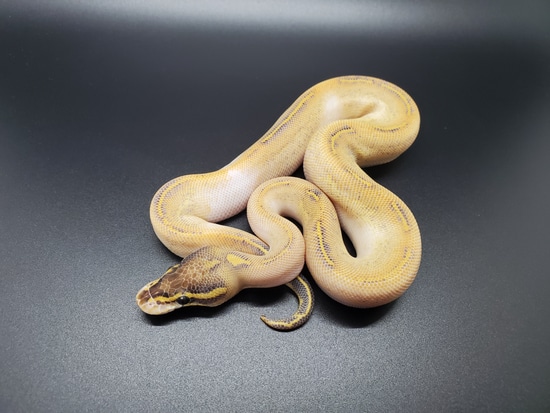 Highway Ball Python by MacRae's Morphs