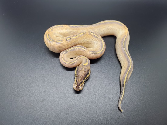 Highway Ball Python by MacRae's Morphs