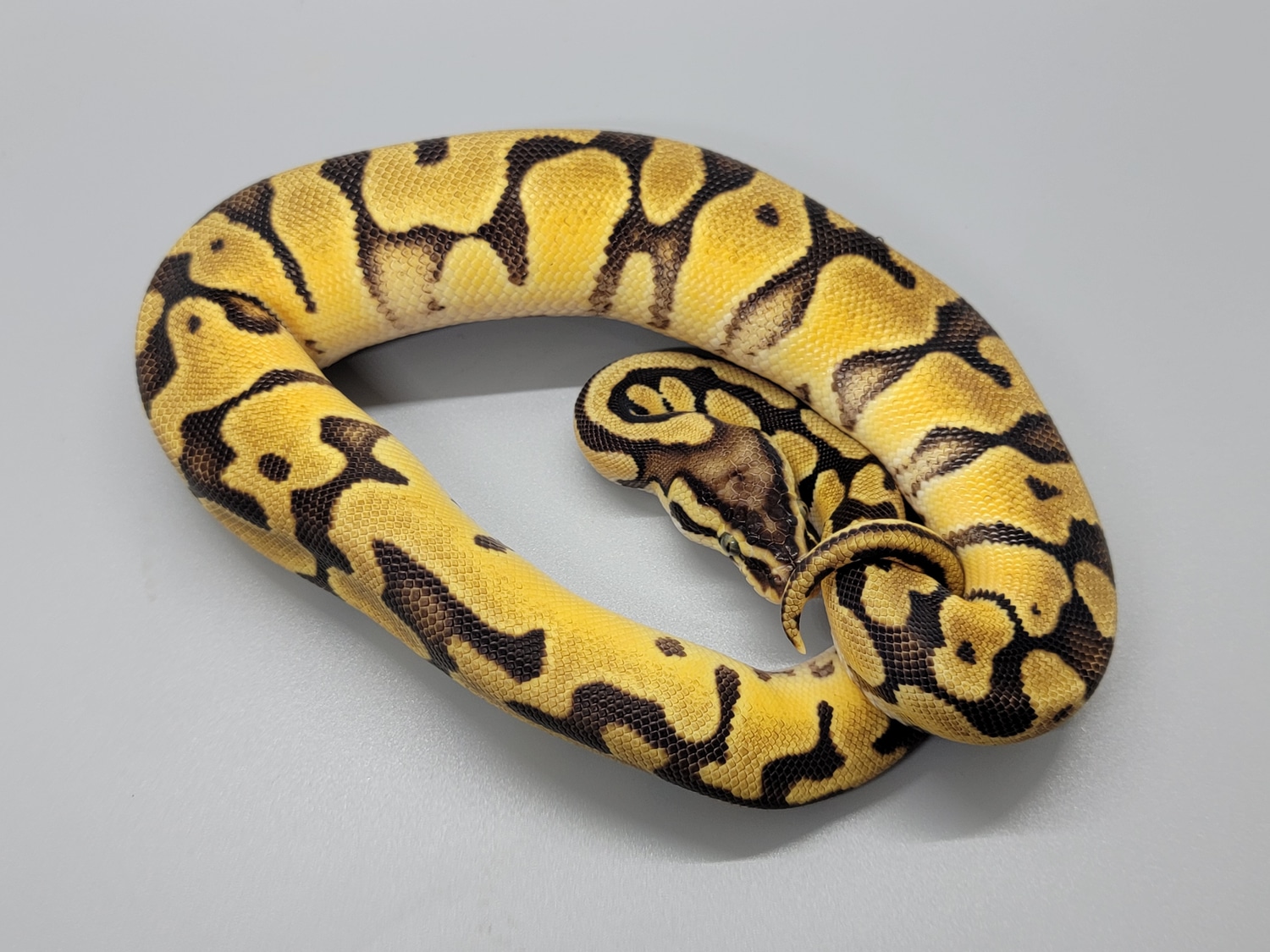 Pastel Enchi Calico Ball Python by MacRae's Morphs - MorphMarket