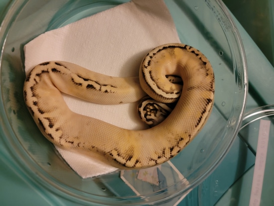 Super Pastel GHI Calico Ball Python by MacRae's Morphs