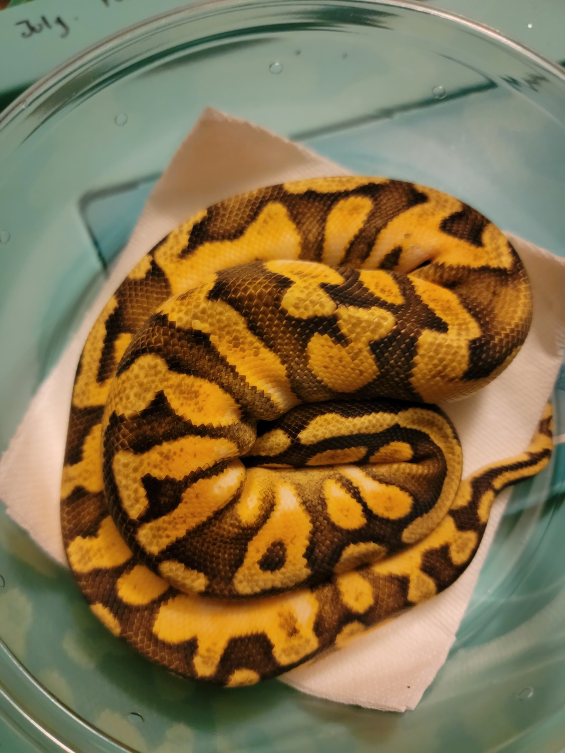 Pastel Enchi GHI Calico Ball Python by MacRae's Morphs - MorphMarket