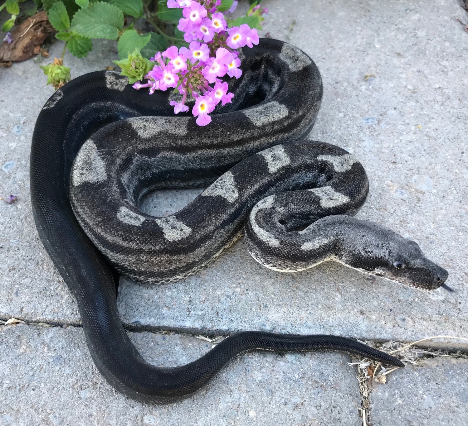 IMG Fire Jungle Motley Het Anery Poss Het VPI T Boa Constrictor by LowKeyBoas - MorphMarket