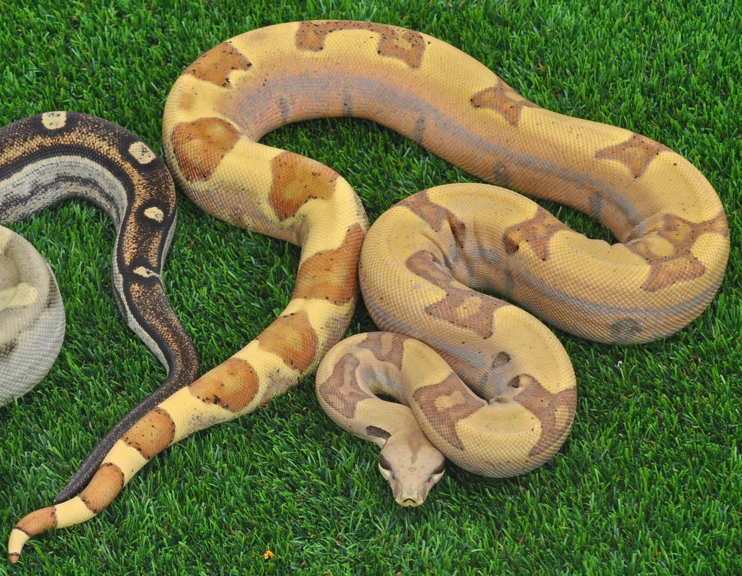 Anery Keywest Jungle 66% VPI T Boa Constrictor by LowKeyBoas - MorphMarket