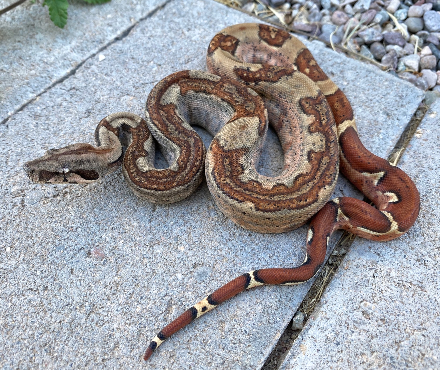 Hypo 66% Spector Boa Constrictor by LowKeyBoas - MorphMarket